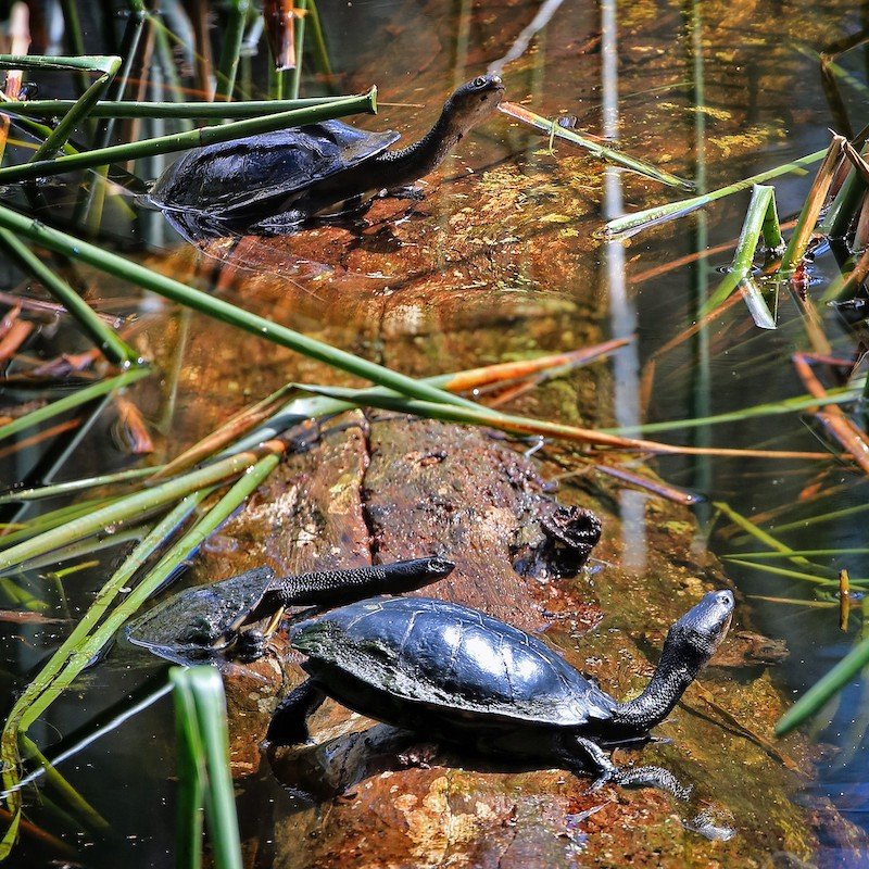 Eastern snake-necked turtle | Booderee National Park | Parks Australia