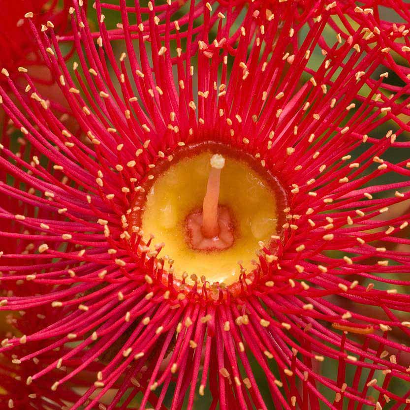 Eucalyptus summer red | Booderee National Park | Parks Australia