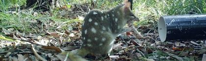 Eastern quoll | Booderee National Park | Parks Australia
