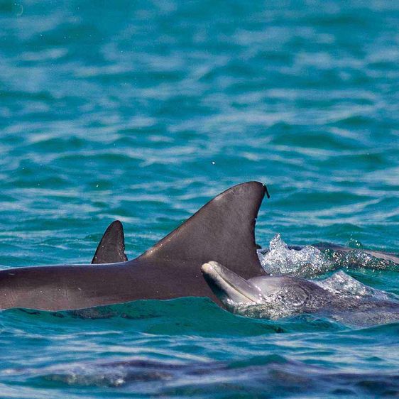 Animals | Booderee National Park | Parks Australia