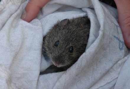 Green Patch beach | Booderee National Park | Parks Australia