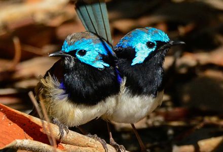 Australian raven | Booderee National Park | Parks Australia