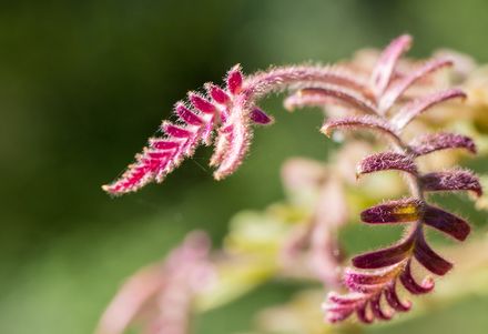 Green Patch beach | Booderee National Park | Parks Australia