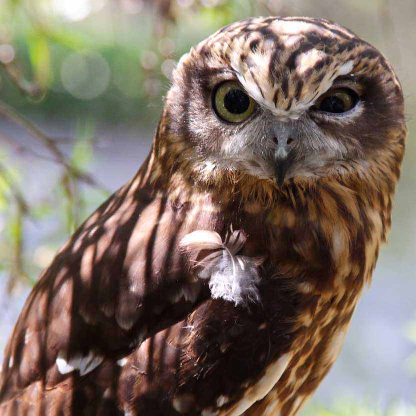 Boobook owl | Booderee National Park | Parks Australia