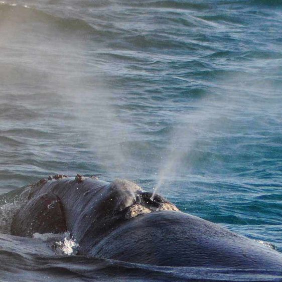 Animals | Booderee National Park | Parks Australia