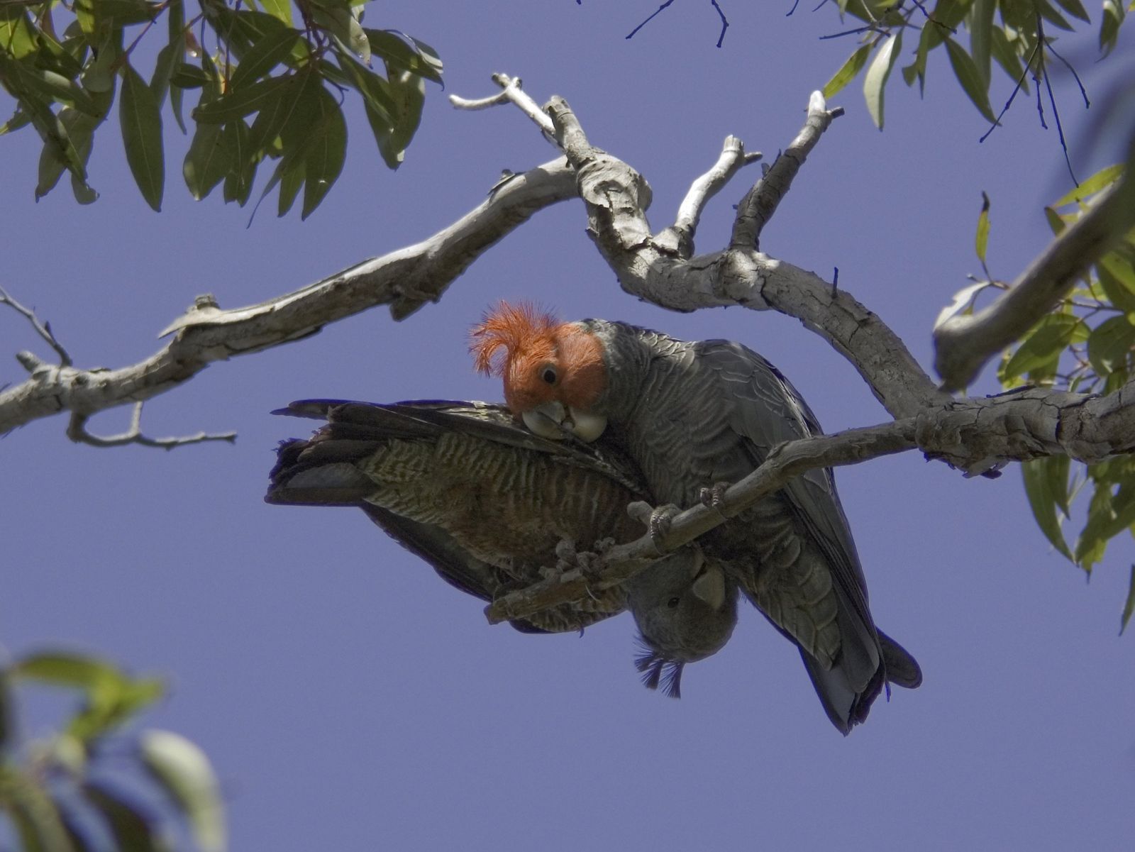 Gang-gang cockatoo | Booderee National Park | Parks Australia