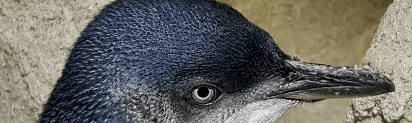 Booderee’s little-known penguins | Booderee National Park | Parks Australia