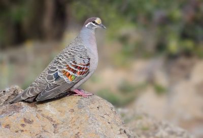Common bronzewing | Booderee National Park | Parks Australia