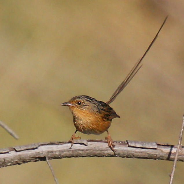 Southern emu-wren | Booderee National Park | Parks Australia