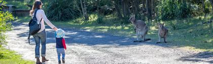 Animals | Booderee National Park | Parks Australia