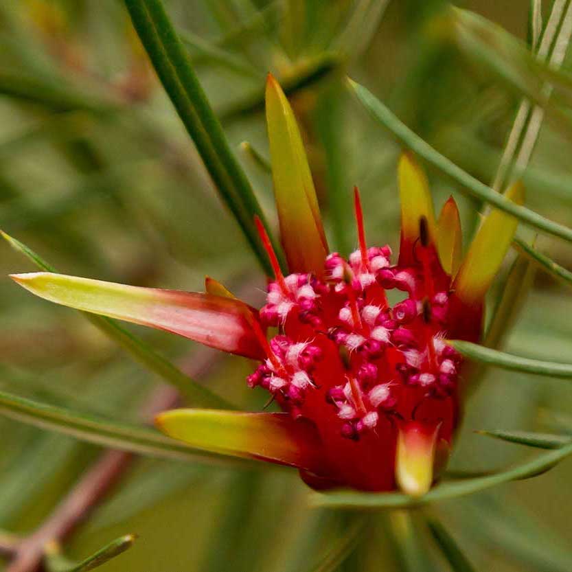 Mountain devil | Booderee National Park | Parks Australia