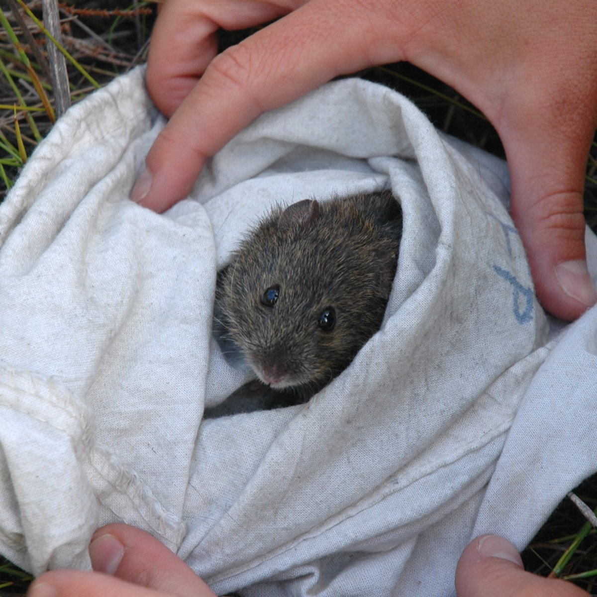 Conservation | Booderee National Park | Parks Australia