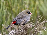 Beautiful firetail | Booderee National Park | Parks Australia