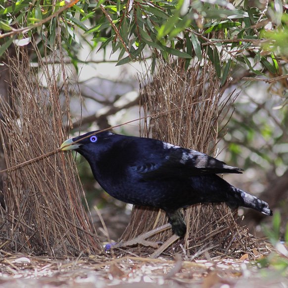 Satin bowerbird | Booderee National Park | Parks Australia