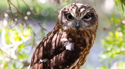 Boobook owl | Booderee National Park | Parks Australia