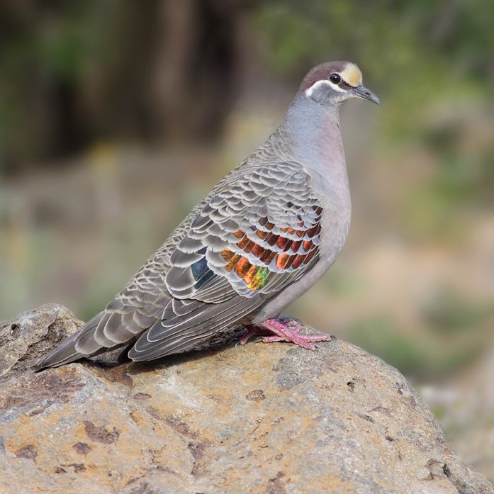 Common bronzewing | Booderee National Park | Parks Australia