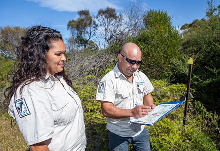 Eastern quoll | Booderee National Park | Parks Australia