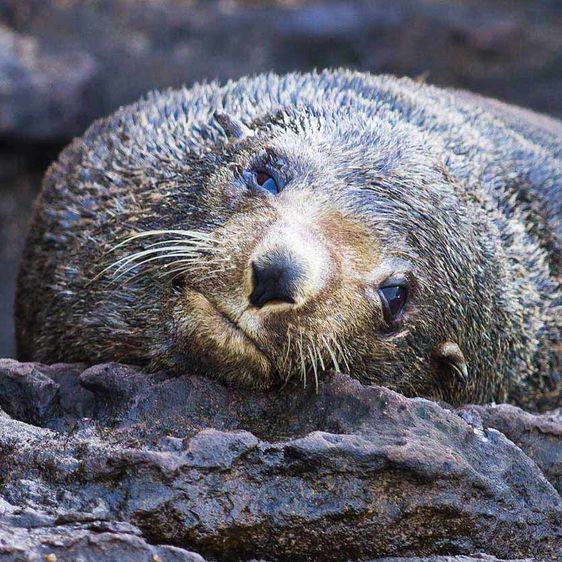 Animals | Booderee National Park | Parks Australia