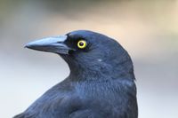 Pied currawong | Booderee National Park | Parks Australia