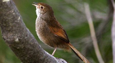 Conservation | Booderee National Park | Parks Australia