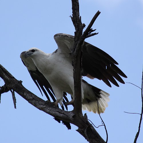 White-bellied sea-eagle | Booderee National Park | Parks Australia