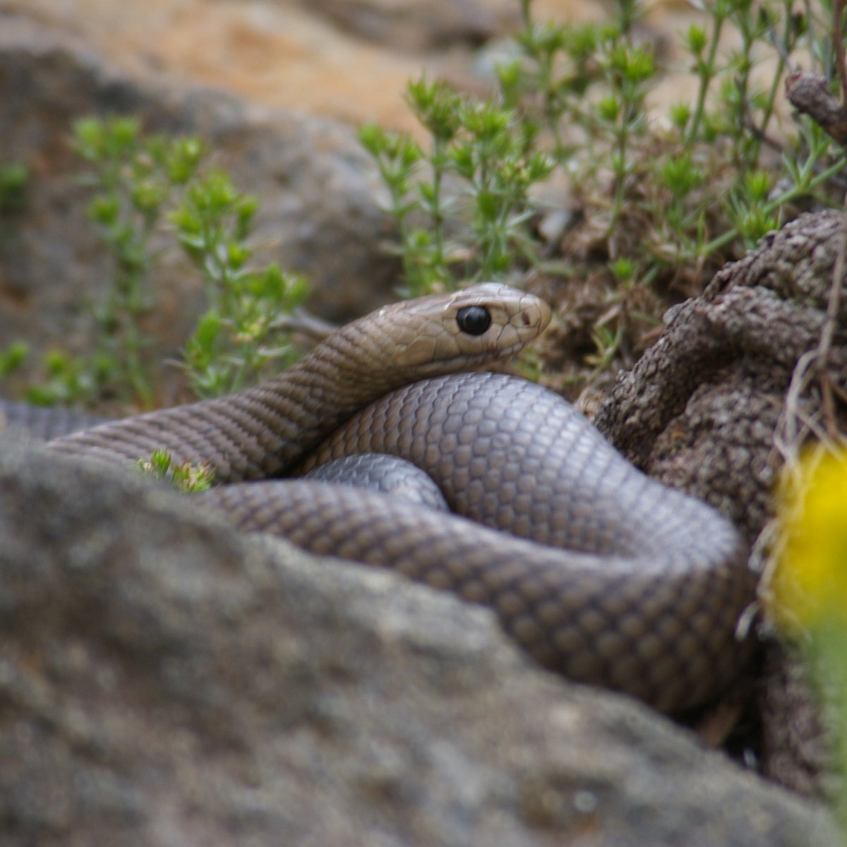 Snake, shark & wildlife safety | Booderee National Park | Parks Australia